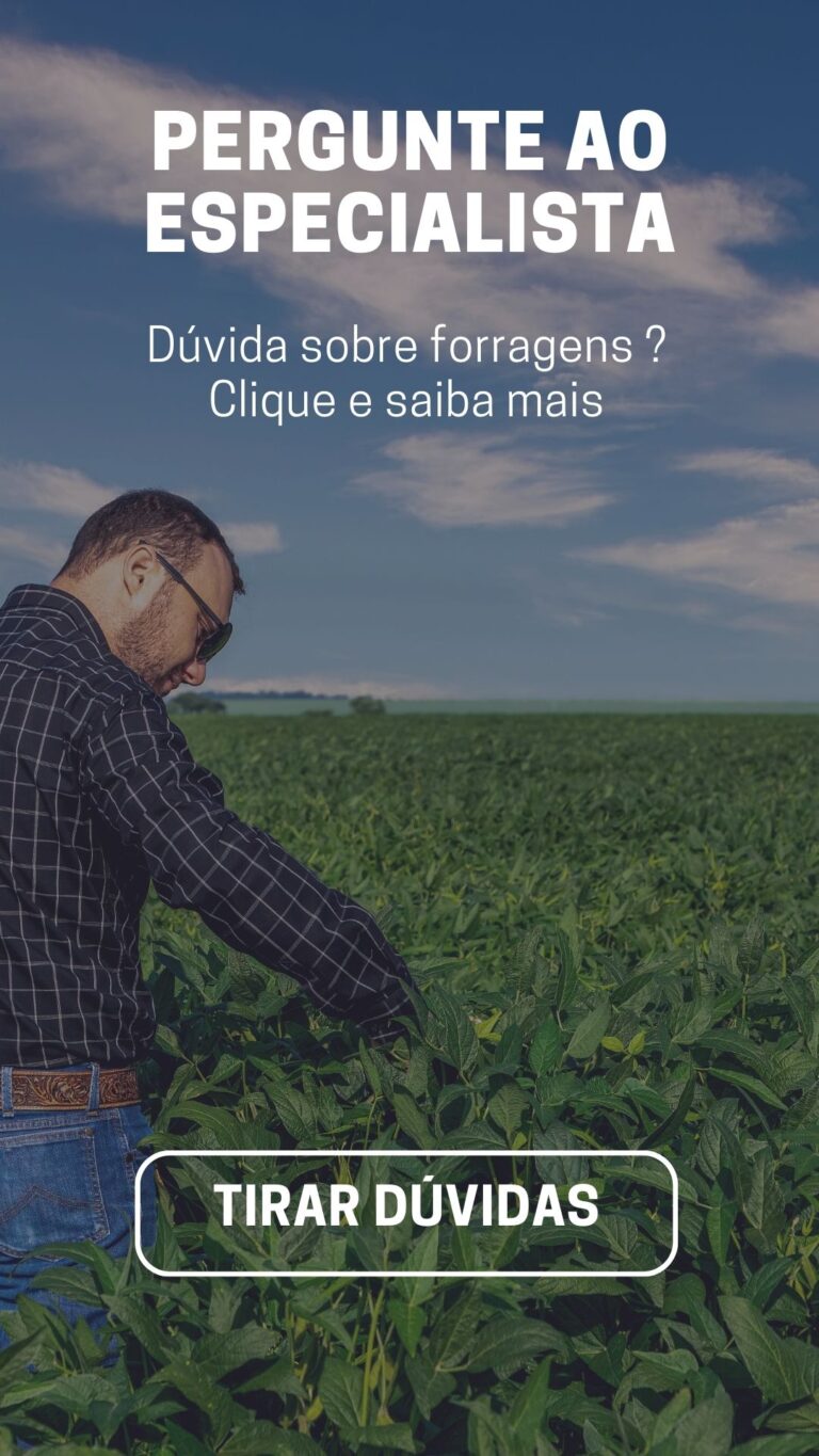 Características Agronômicas do Tifton 85 | Viver Grass Forragens
