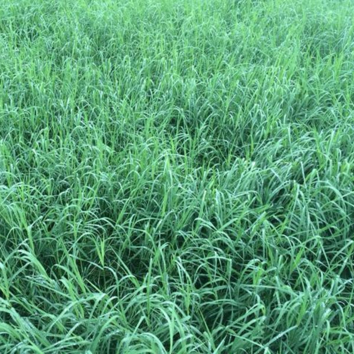 Capim Tifton 85 | Viver Grass Forragens